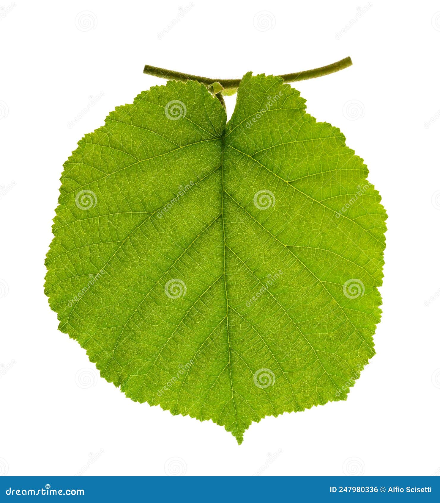 Fresh hazel leaf stock photo. Image of common, background - 247980336