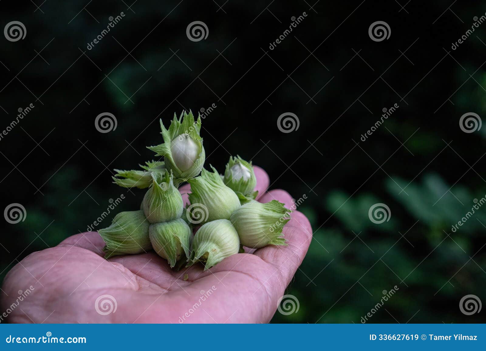 Fresh Hazelnut Fruits in the Man S Hand Stock Image - Image of natural ...