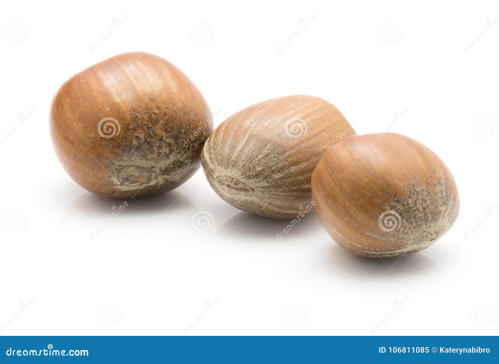 Fresh Hazelnut isolated stock image. Image of bronze - 106811085