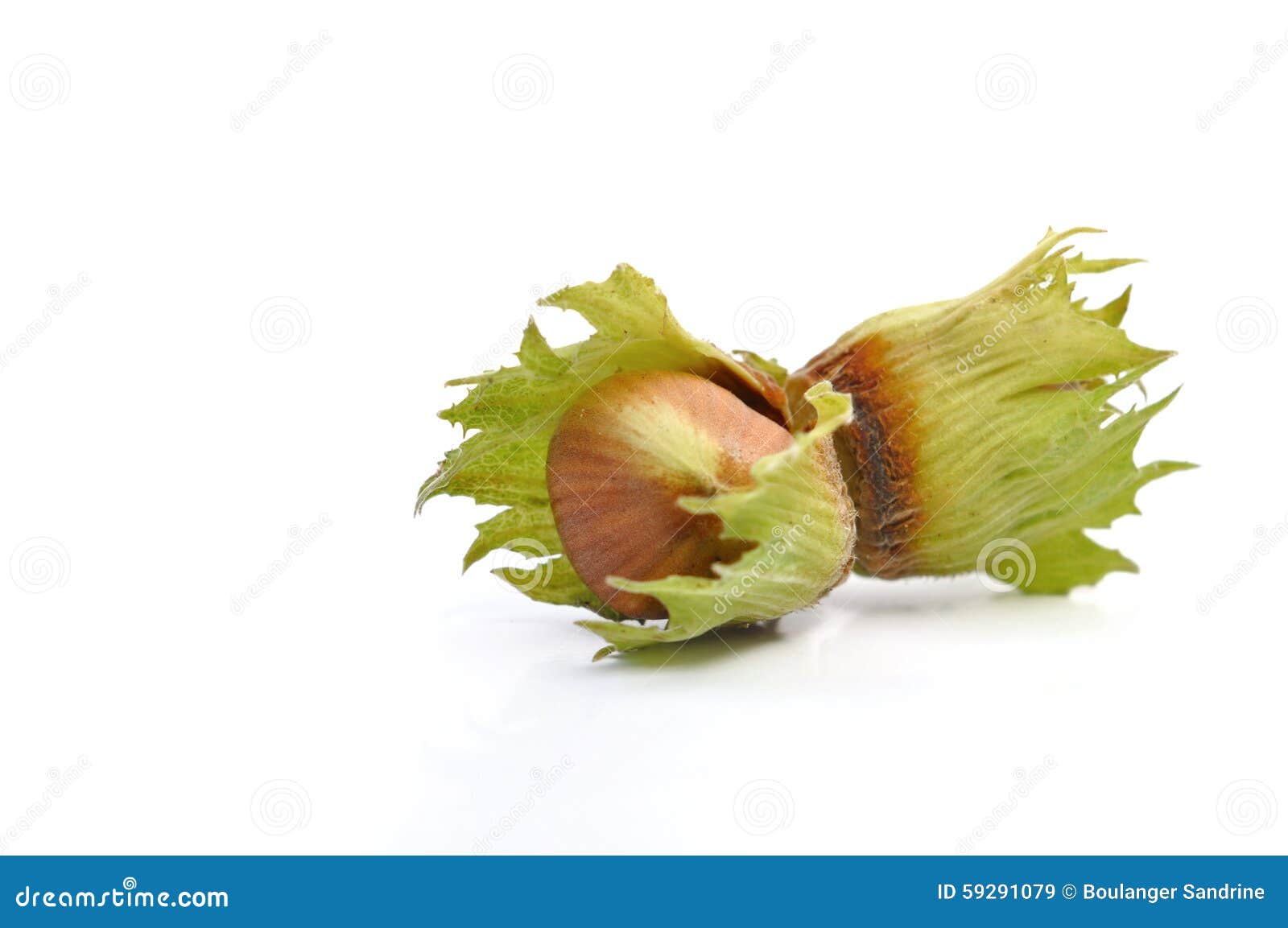 Fresh hazelnut stock image. Image of isolated, almond - 59291079