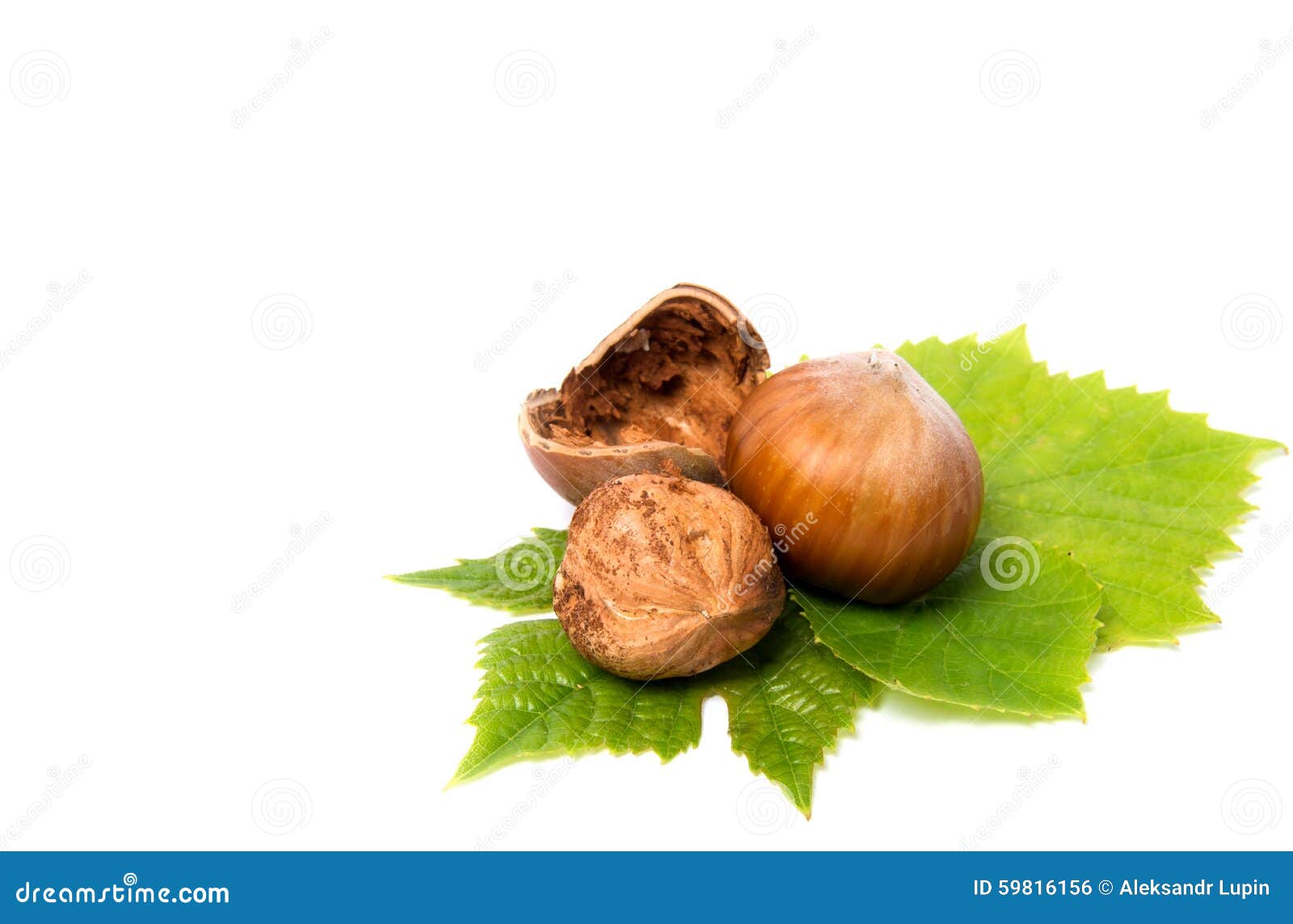 Fresh hazelnut stock photo. Image of couple, natural - 59816156