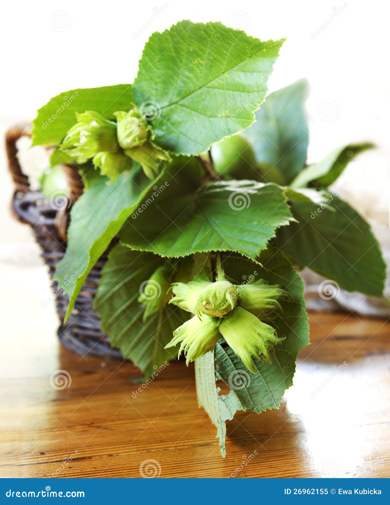 Fresh Hazelnuts from Forest Stock Image - Image of harvest, basket ...
