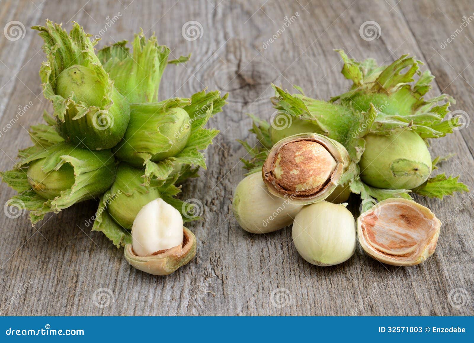 Fresh hazelnuts stock image. Image of branch, unripe - 32571003