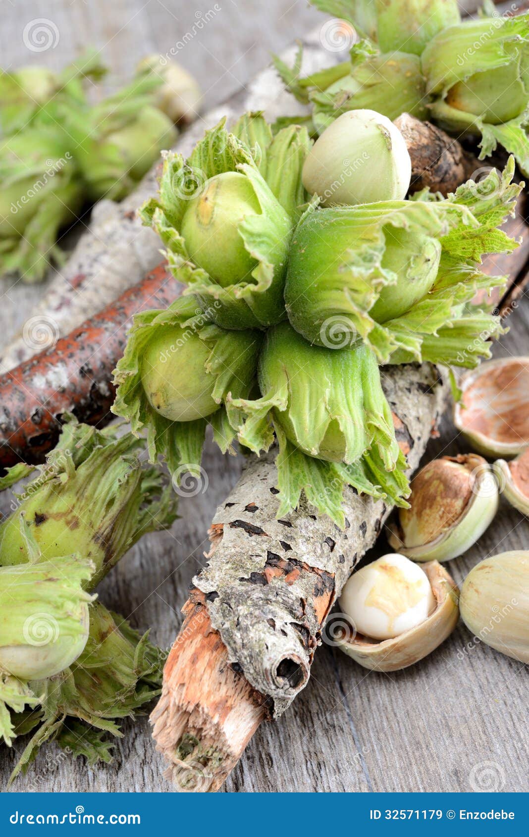 Fresh hazelnuts stock image. Image of green, unripe, hazelnut - 32571179