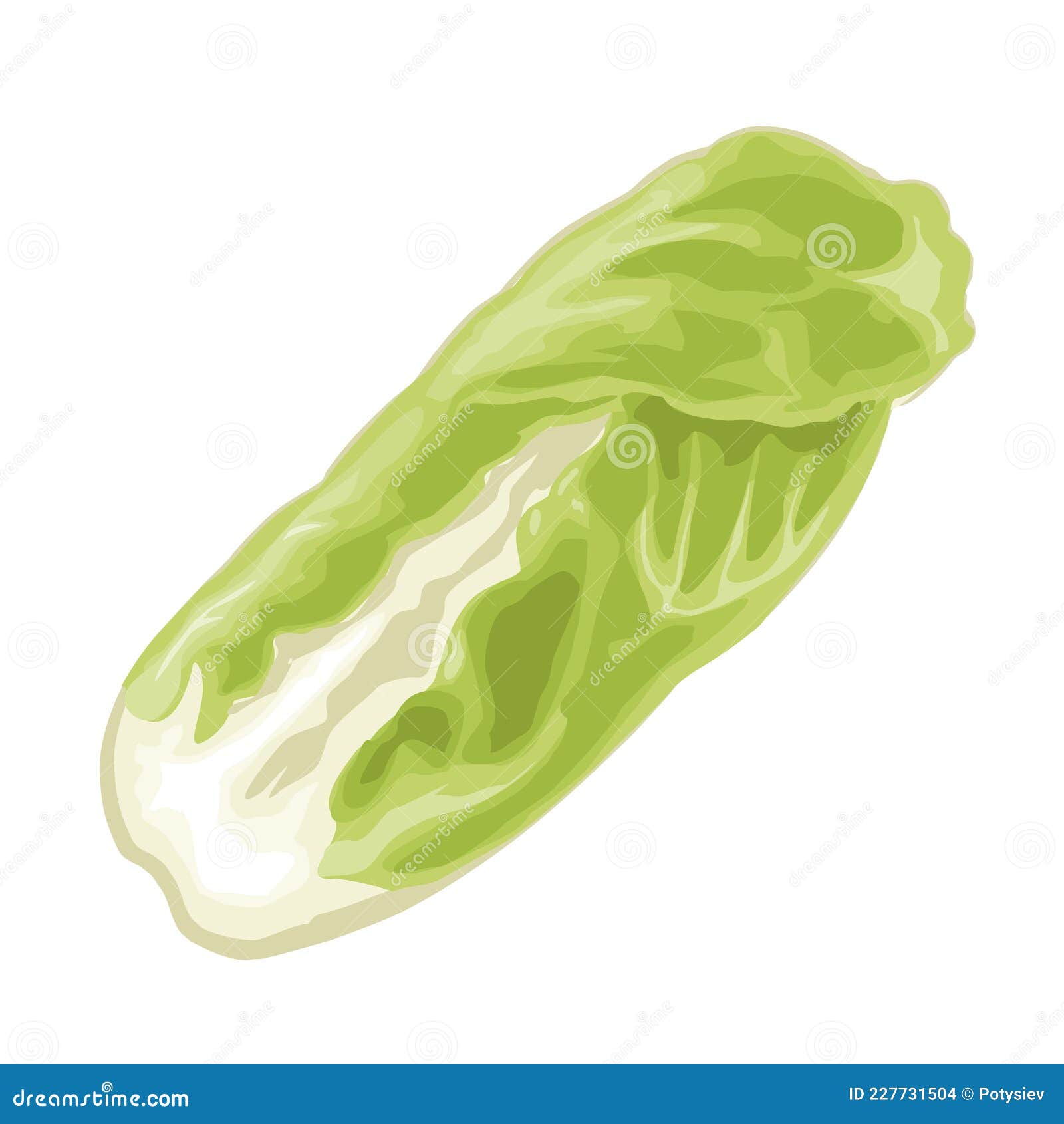 Fresh Head Of Napa Cabbage. Vector Black Vintage Engraving ...