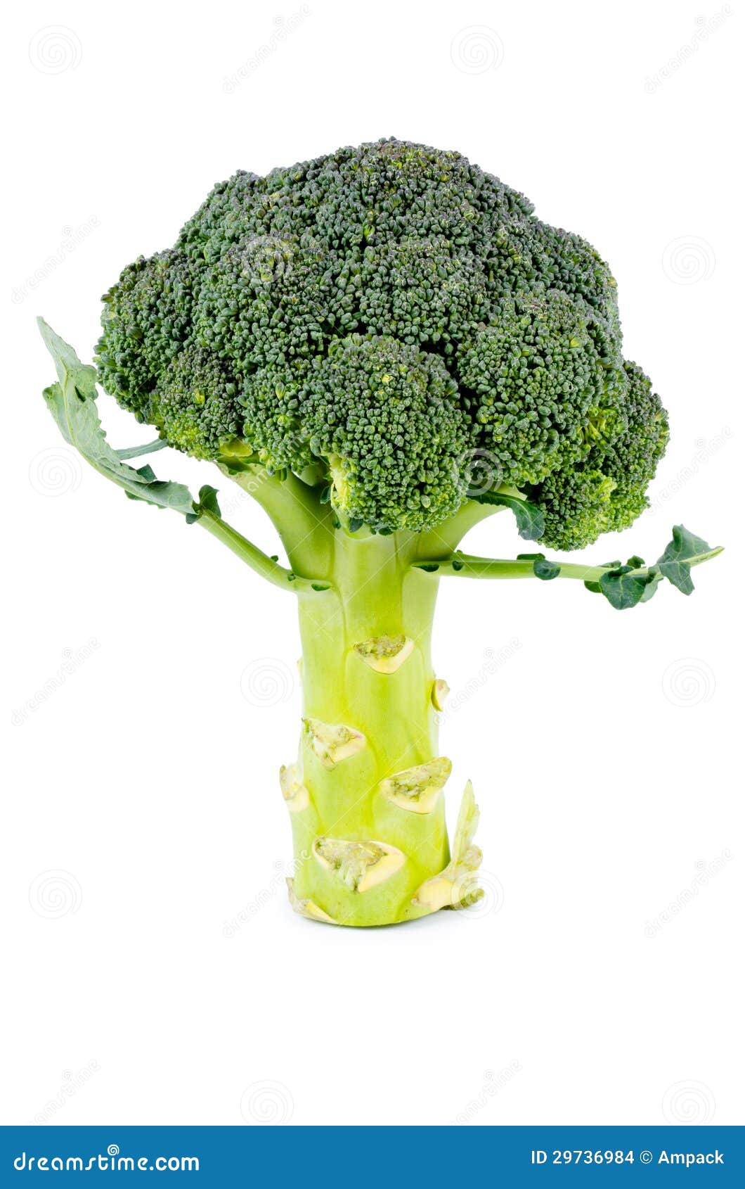 Fresh uncooked broccoli stock photo. Image of eating - 29736984