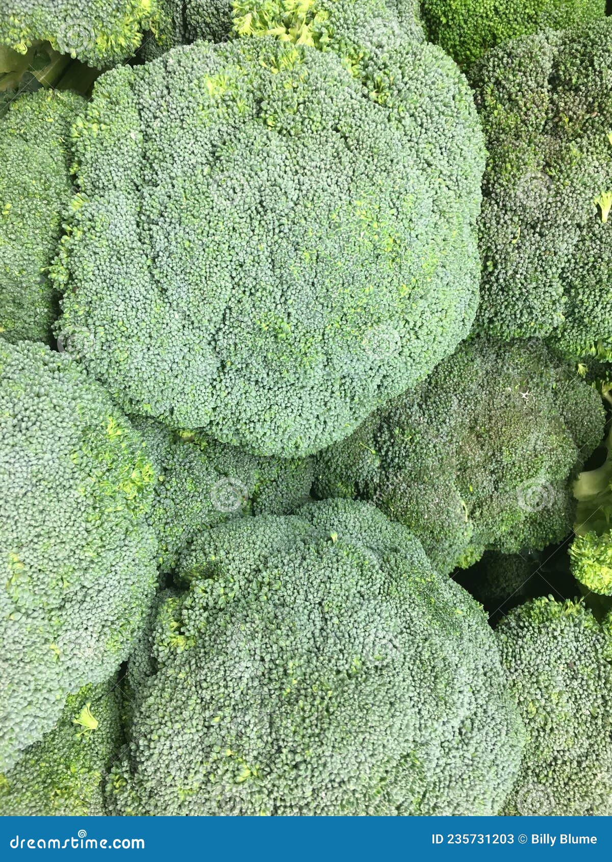 Fresh Heads of Broccoli Crowns Bunched Up Together Stock Image - Image ...
