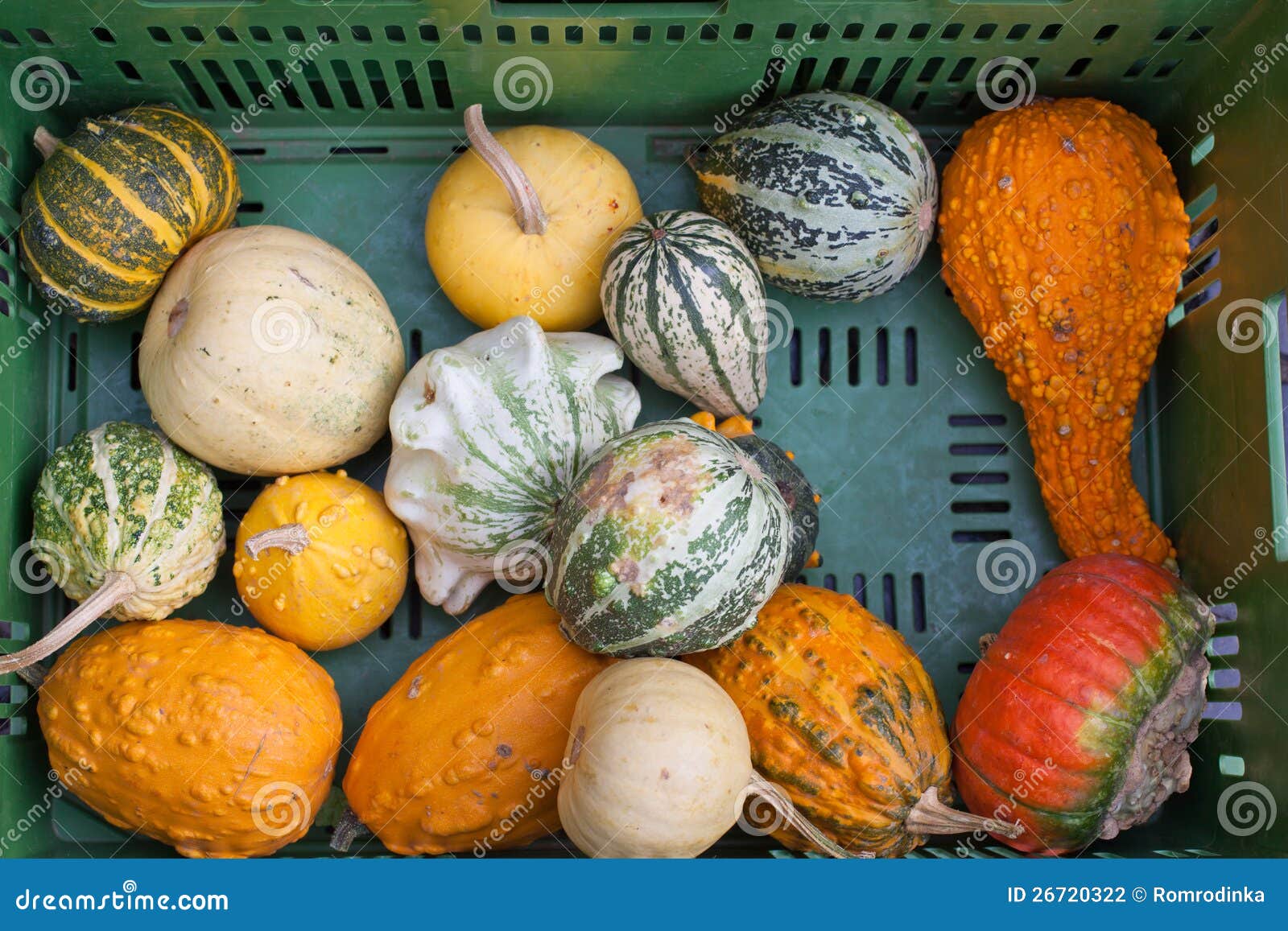 Fresh Healthy Bio Pumpkin on German Market Stock Photo - Image of ...