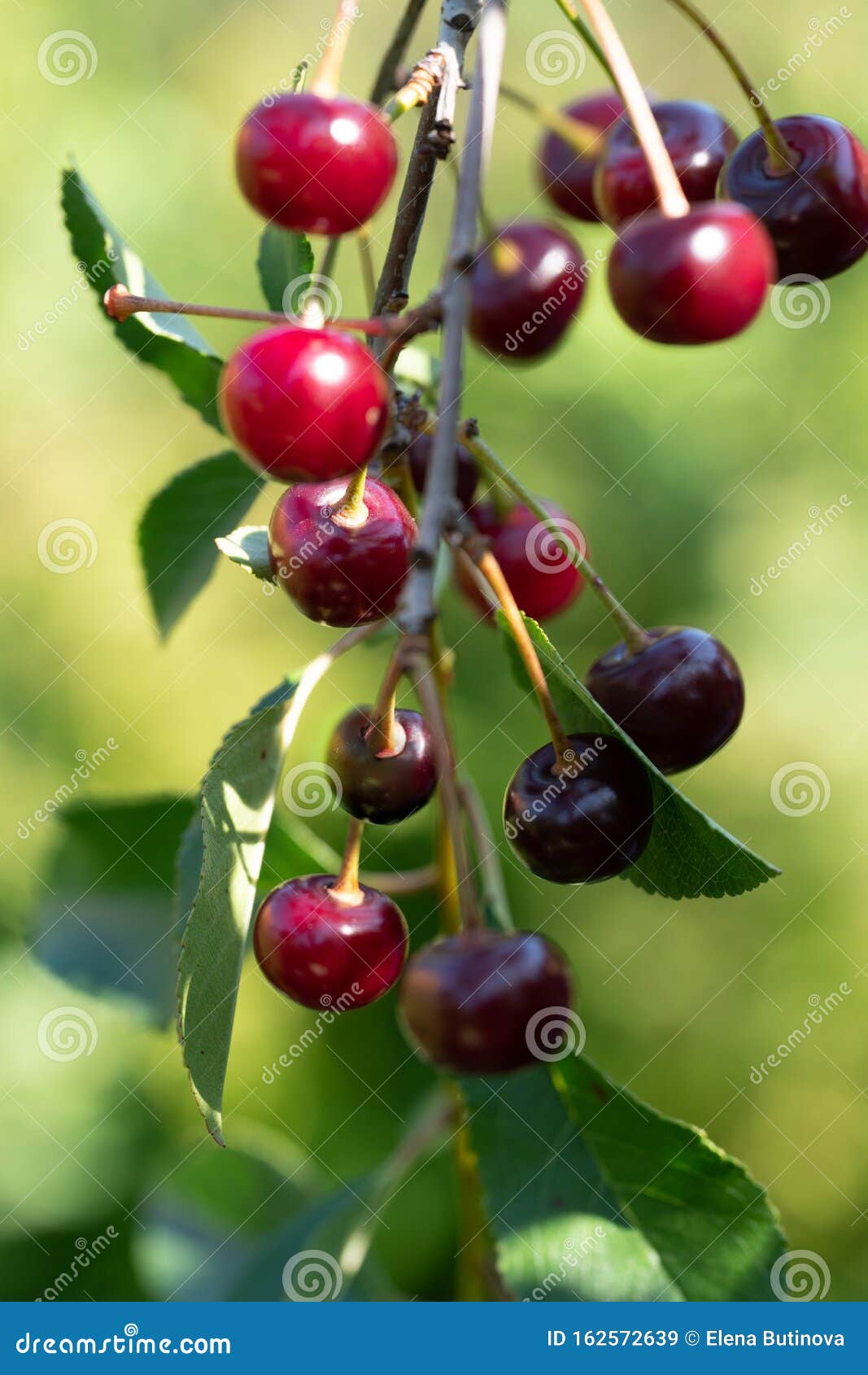 Fresh and Healthy Cherries on a Tree Stock Image - Image of growing ...