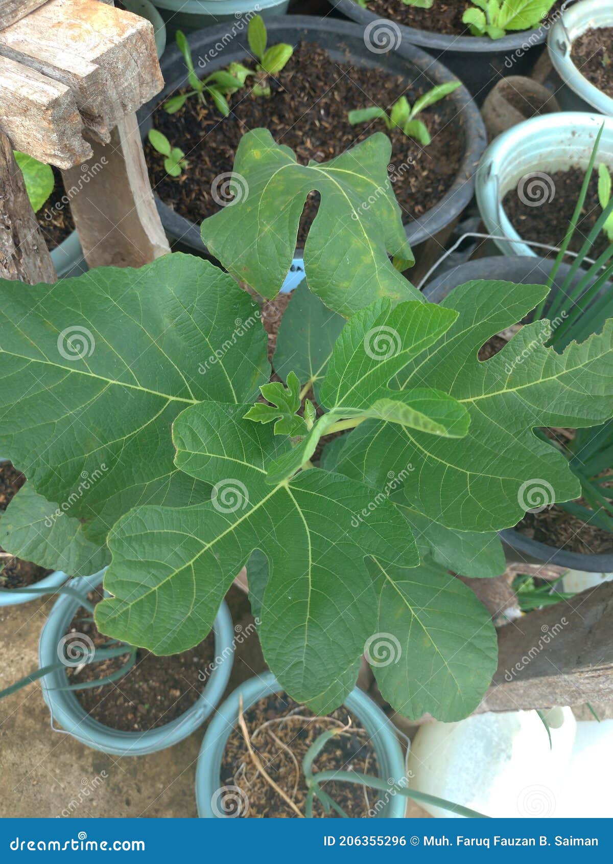 Fresh and healthy fig tree stock photo. Image of food - 206355296