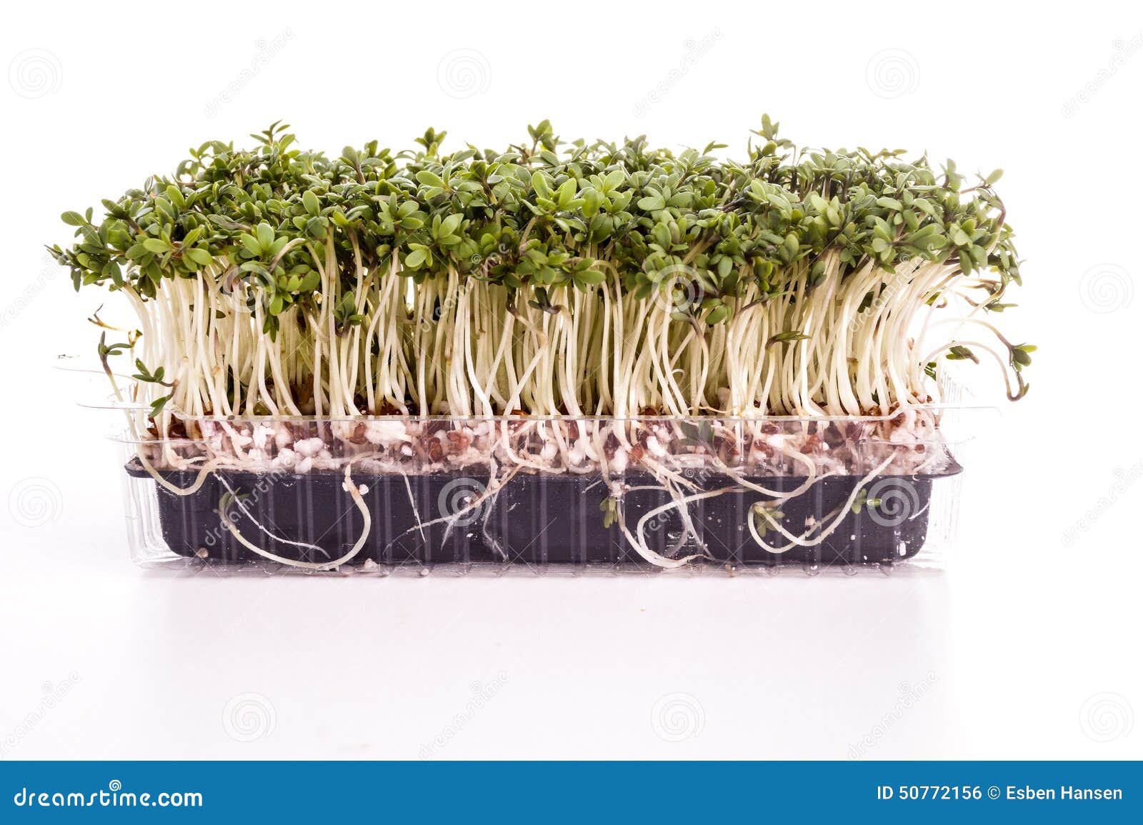 Fresh healthy Green Cress stock photo. Image of grow - 50772156