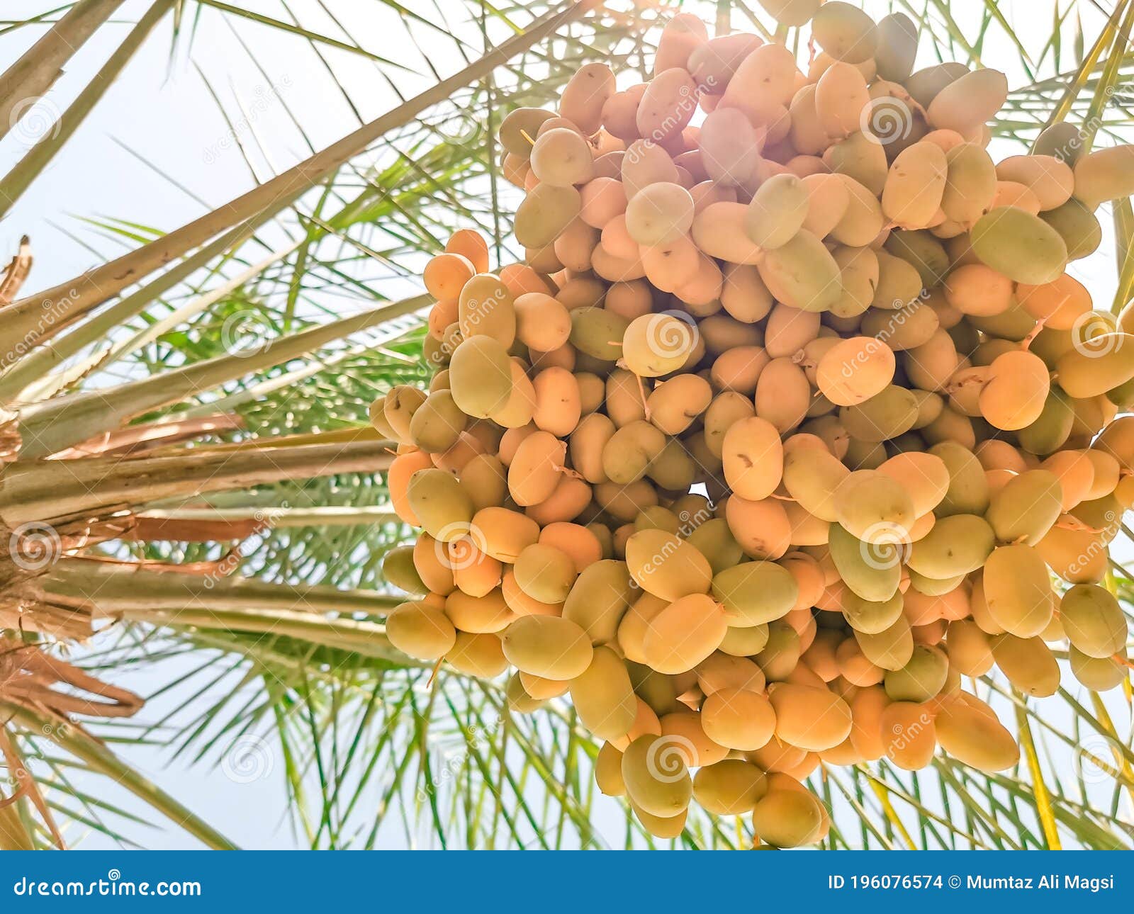 Fresh and Healthy Growing Palm Tree Dates Fruit Stock Photo - Image of ...