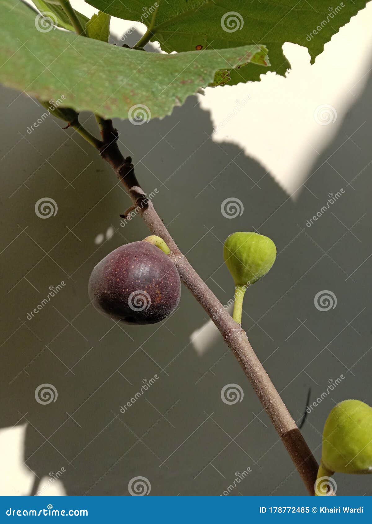 Fresh Healthy Iraqi Fig Fruits Stock Image - Image of fresh, iraqi ...
