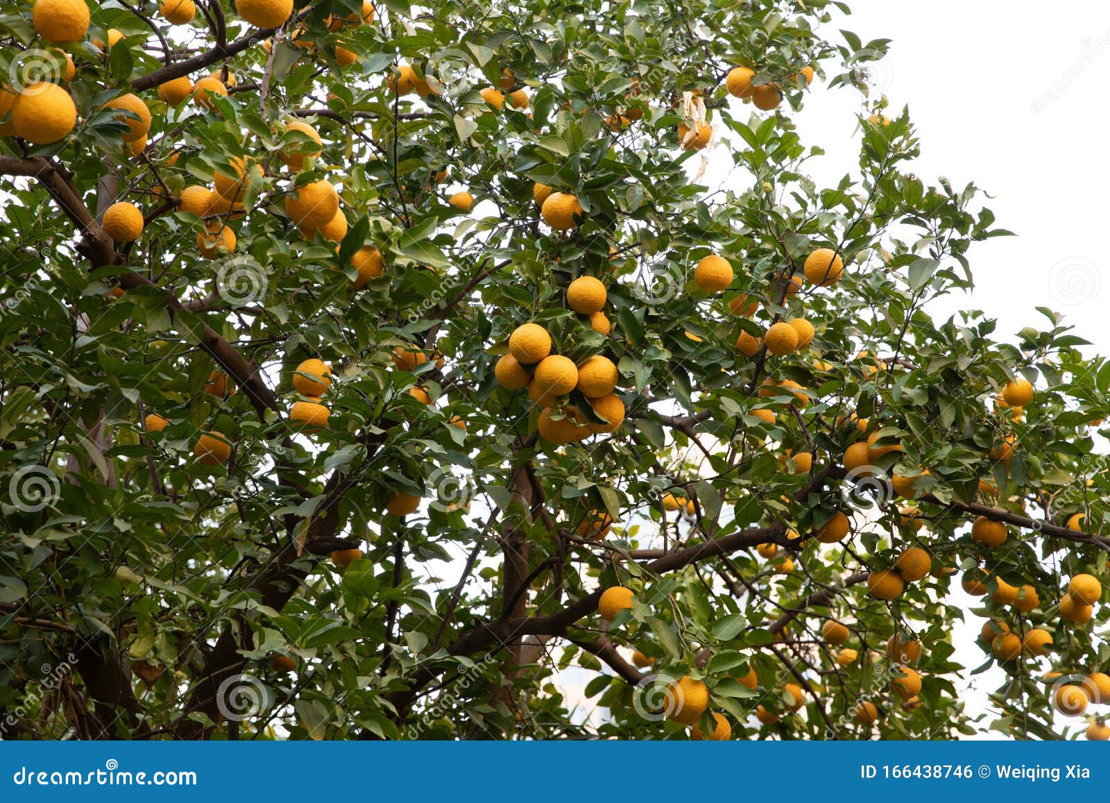 Orange tree full of fruits stock photo. Image of fresh - 166438746