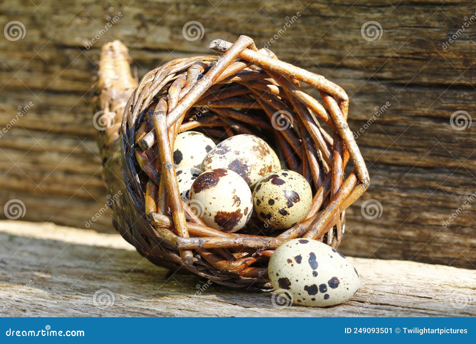 Fresh, Healthy Quail Eggs in the Cornucopia. Stock Image - Image of ...
