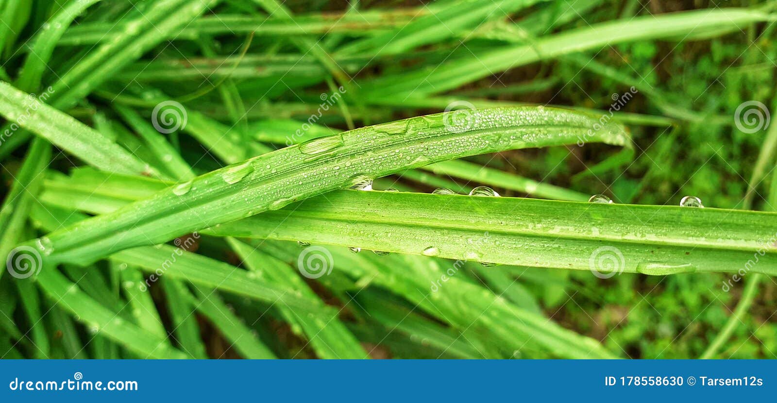 Fresh and Heavy Dew on Green Grass Stock Photo - Image of nature, tree ...