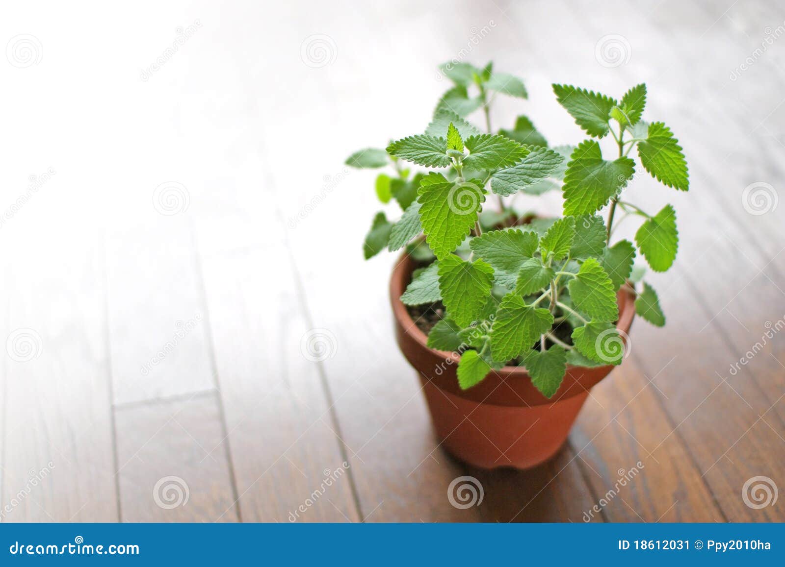 Fresh Herb Catnip in a Flowerpot Stock Image - Image of catnip ...