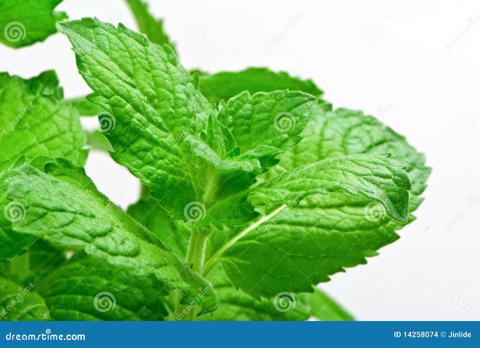 Fresh Herb: Grapefruit Mint Stock Photo - Image of fuzzy, background ...