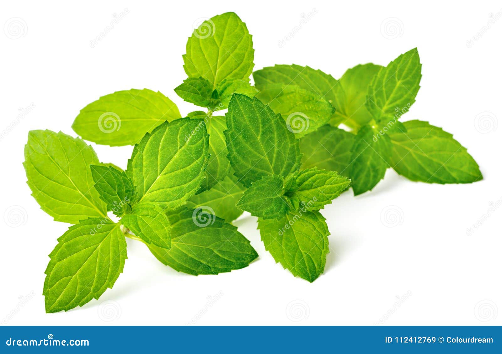 Fresh Herb, Peppermint Isolated on White Stock Image - Image of fresh ...