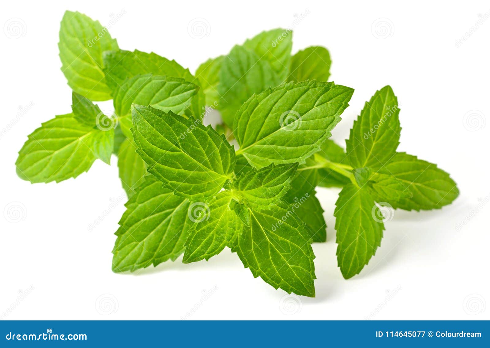 Fresh Herb, Peppermint Isolated on White Stock Image - Image of healthy ...