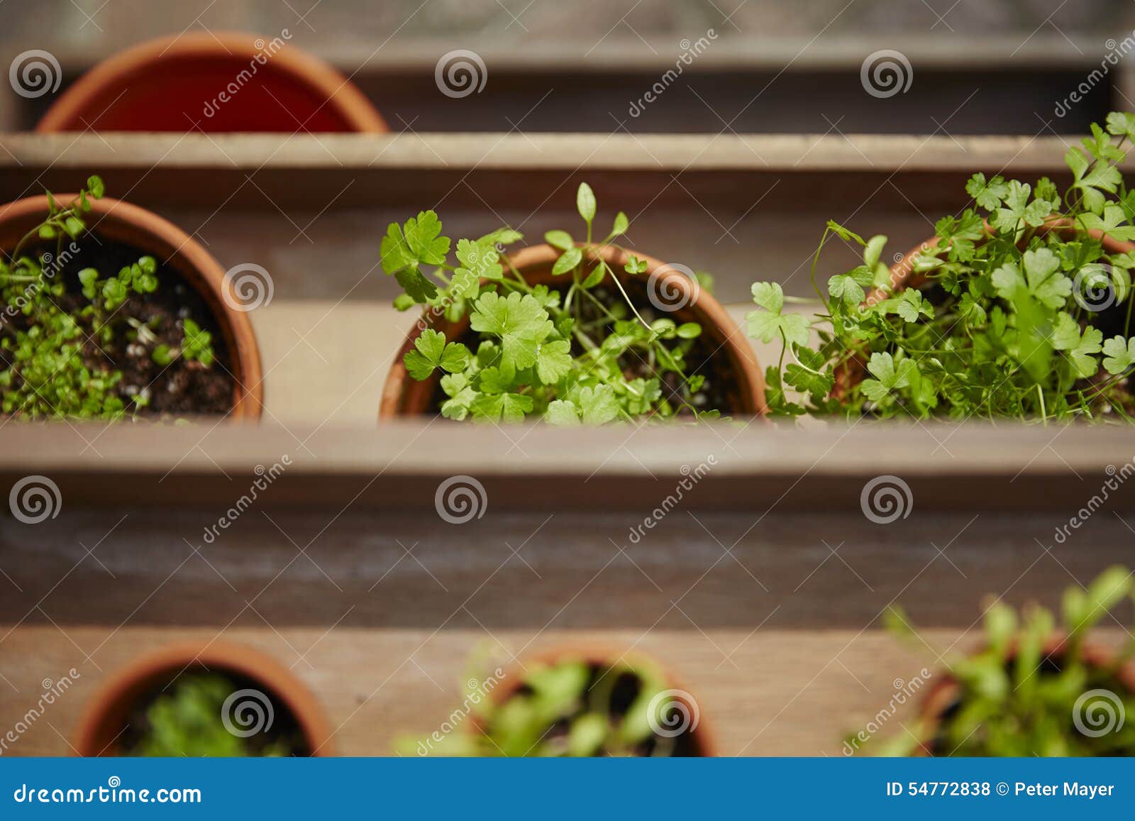 Fresh herbage in pots stock photo. Image of mint, organic - 54772838