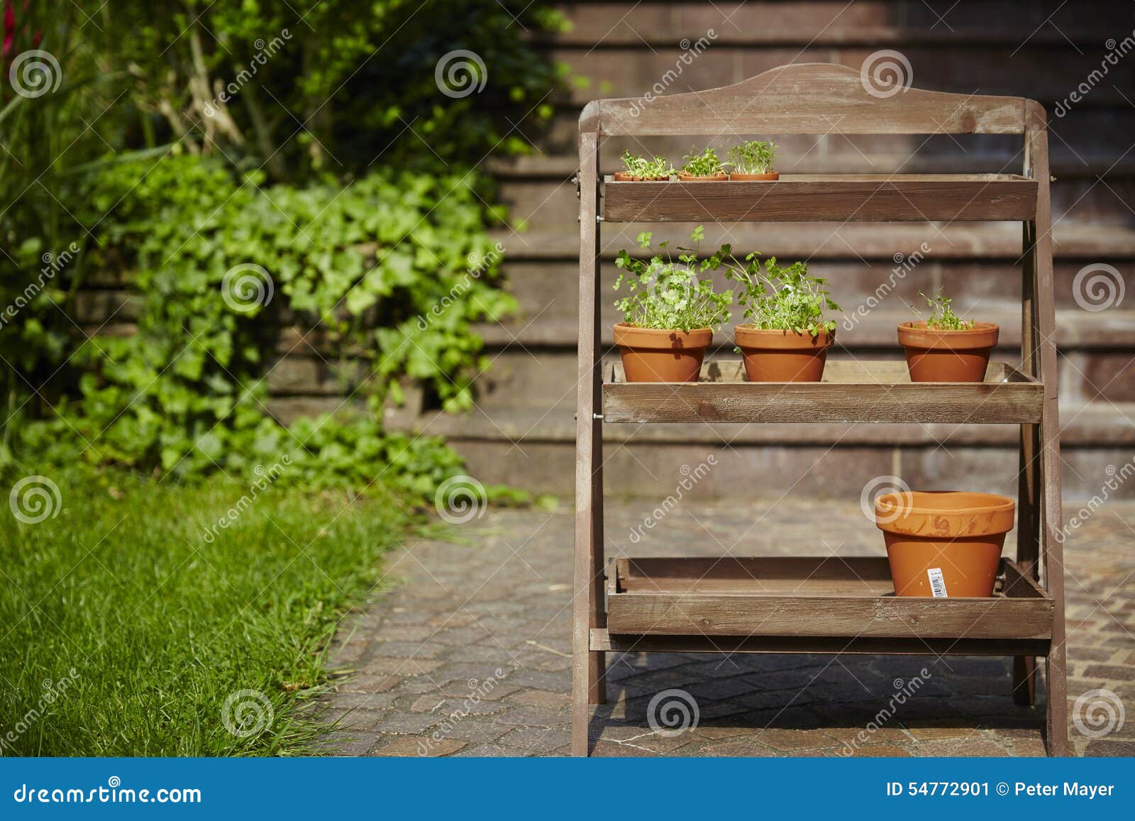 Fresh herbage in pots stock image. Image of spiral, plant - 54772901