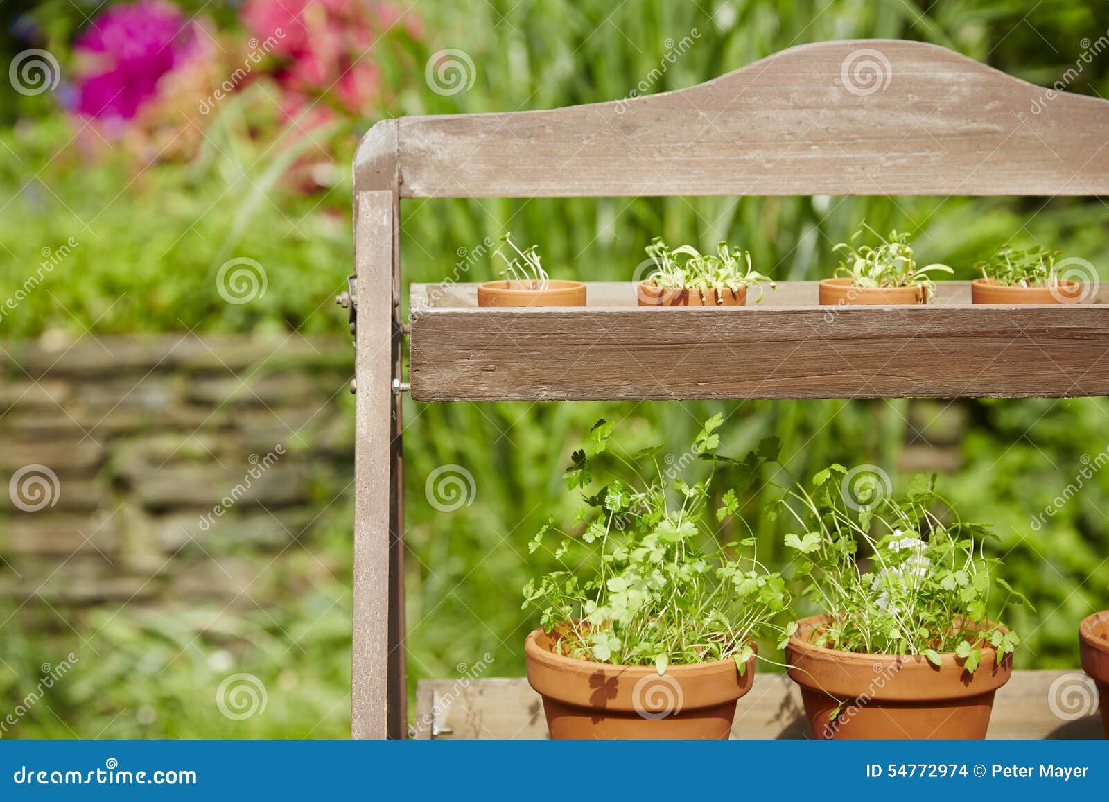 Fresh herbage in pots stock photo. Image of healthy, basil - 54772974
