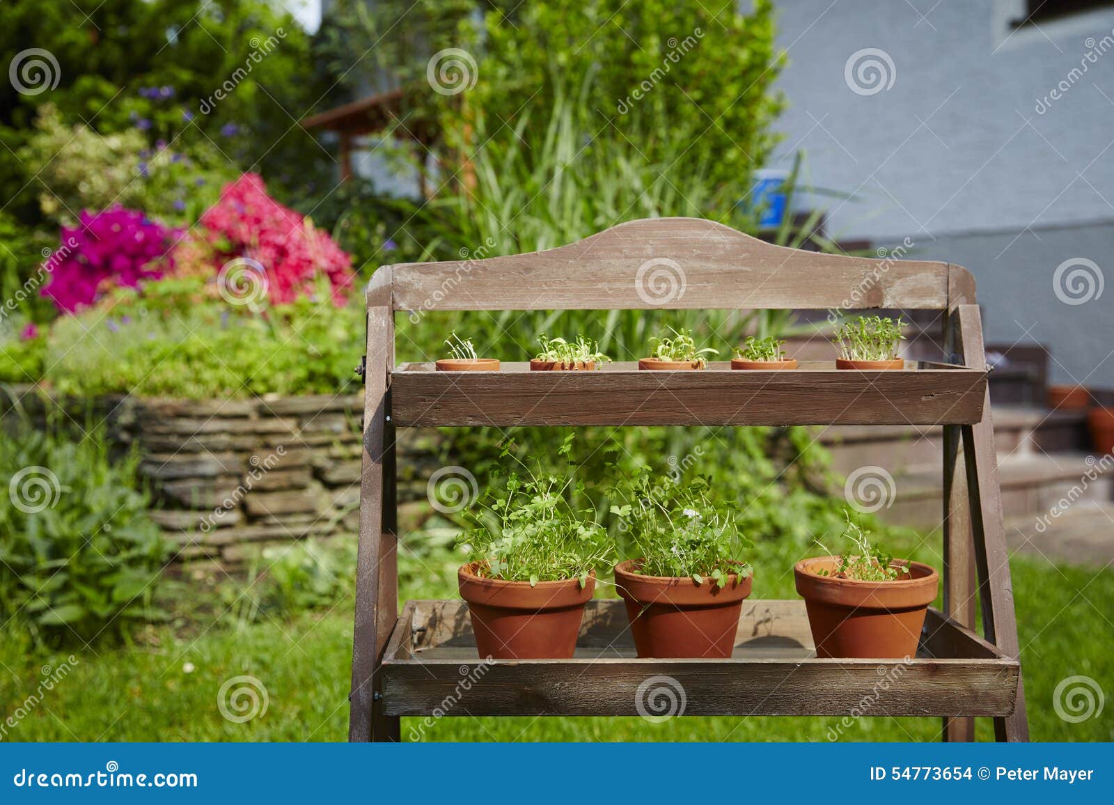 Fresh herbage in pots stock photo. Image of herbage, food - 54773654