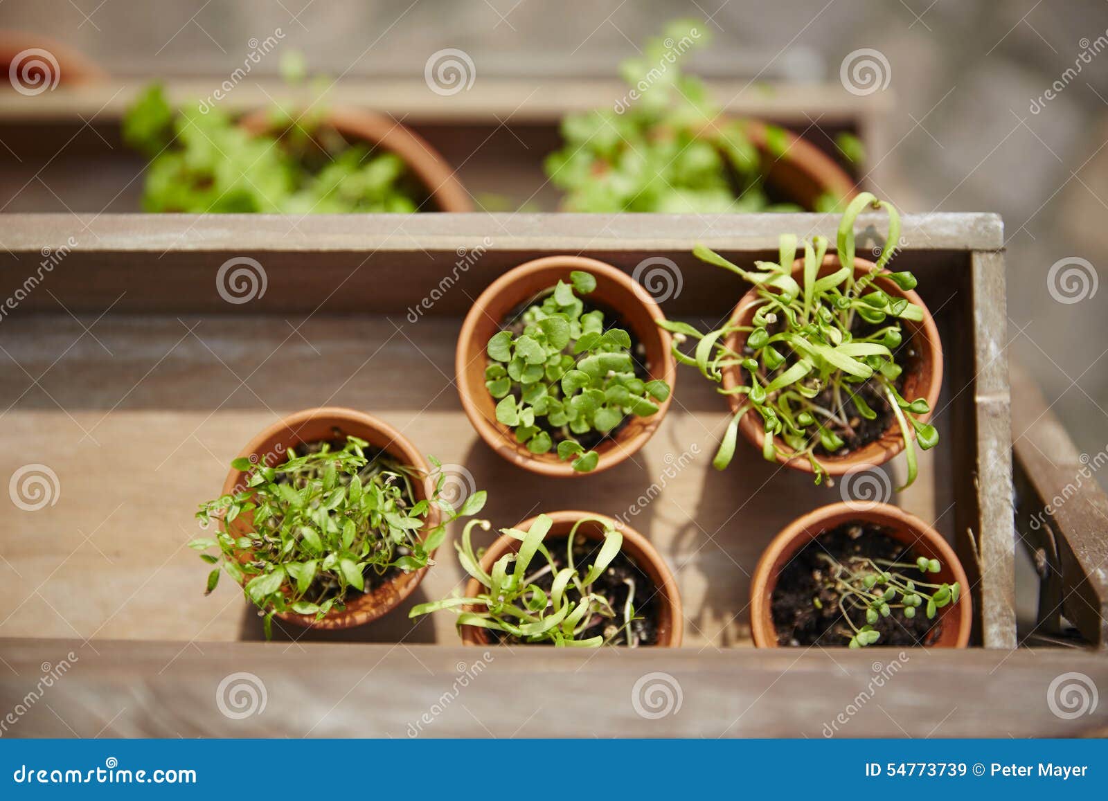 Fresh herbage in pots stock image. Image of crop, culinary - 54773739