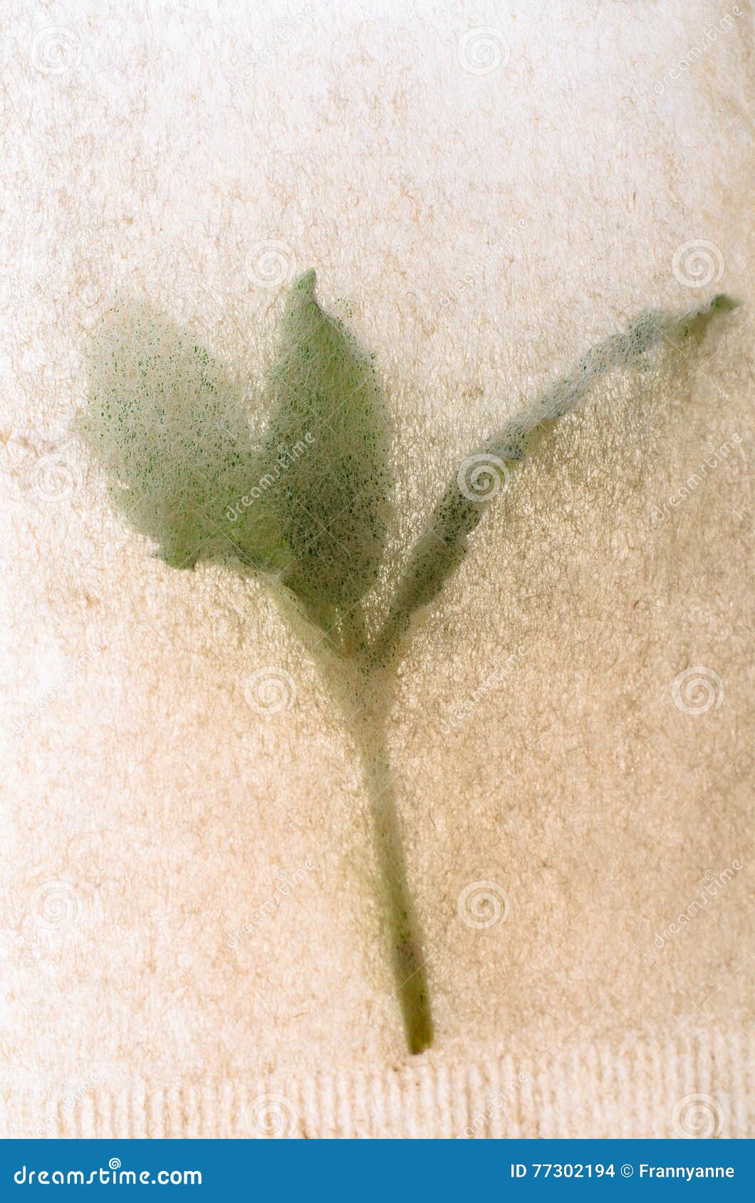 Fresh Herbal Peppermint Leaf in Unbleached Teabag Stock Photo - Image ...