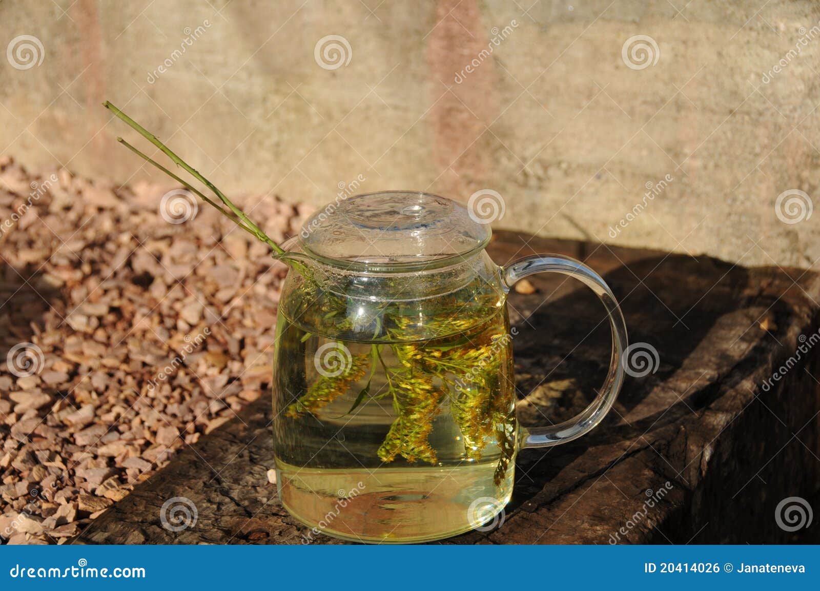 Fresh herbal tea stock photo. Image of nature, drinks - 20414026