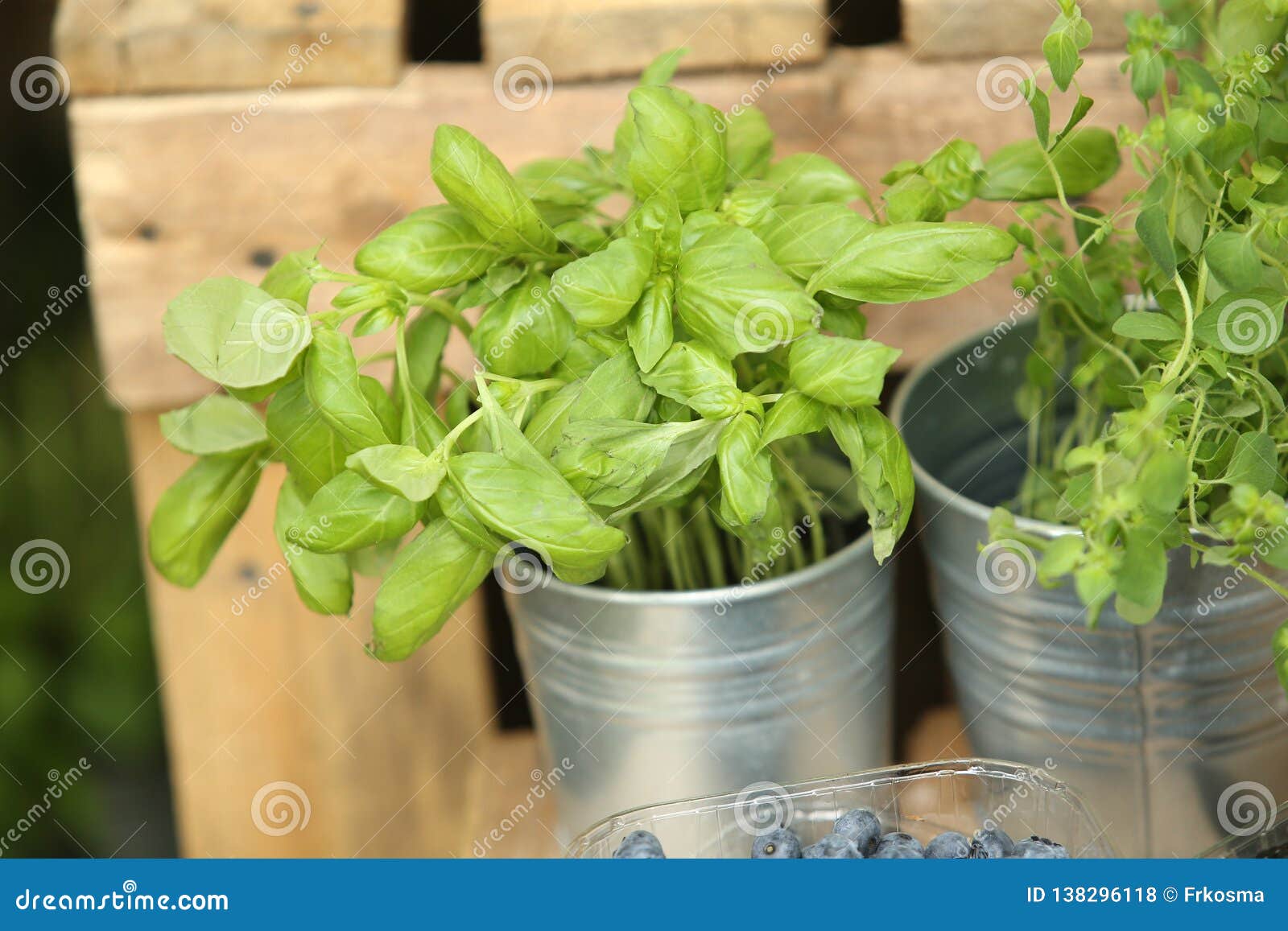 Fresh basil and oregano stock photo. Image of green - 138296118