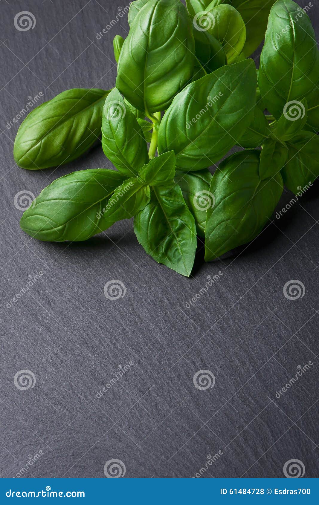 Fresh herbs stock photo. Image of food, aromatic, green - 61484728