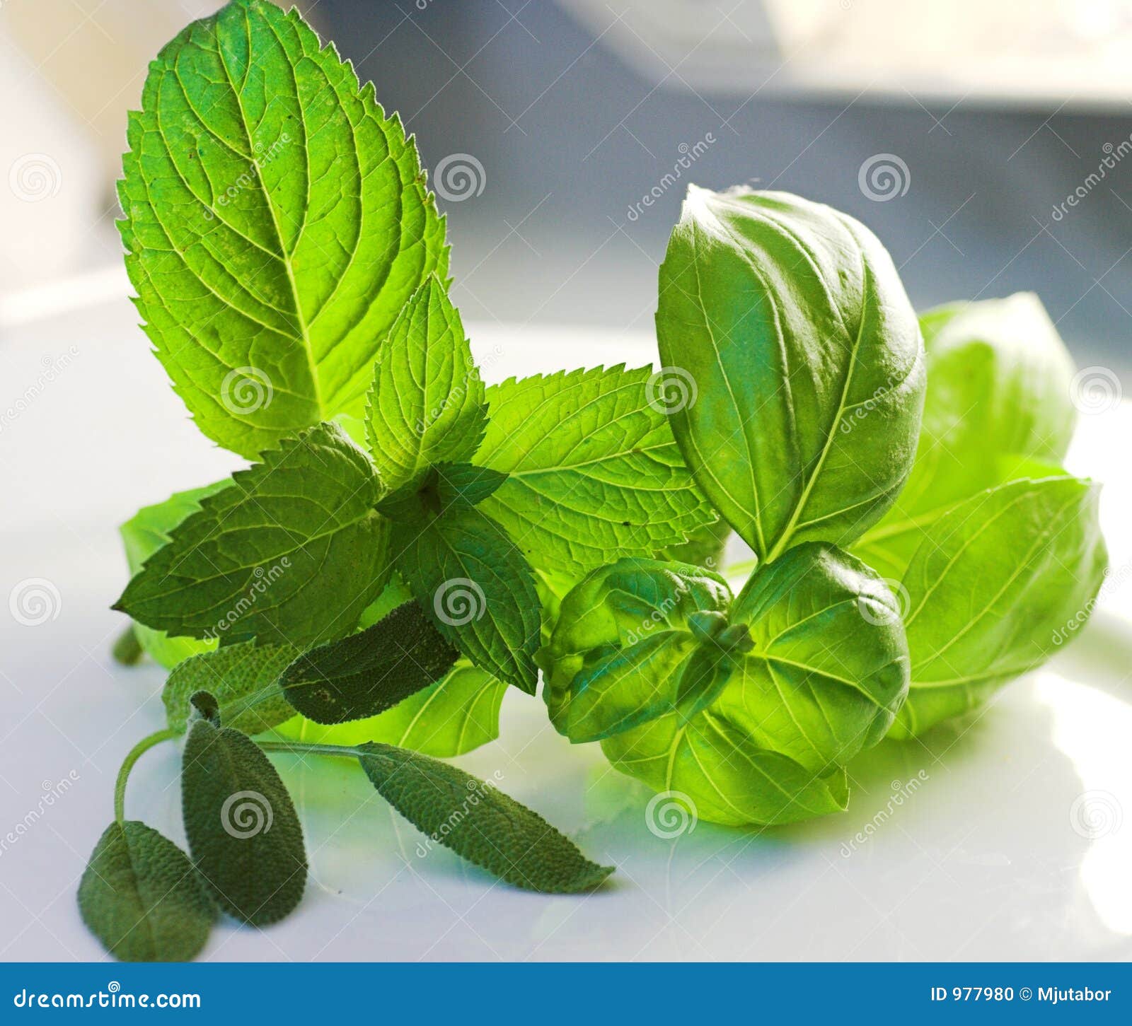 Fresh herbs mix stock photo. Image of sage, alternative - 977980
