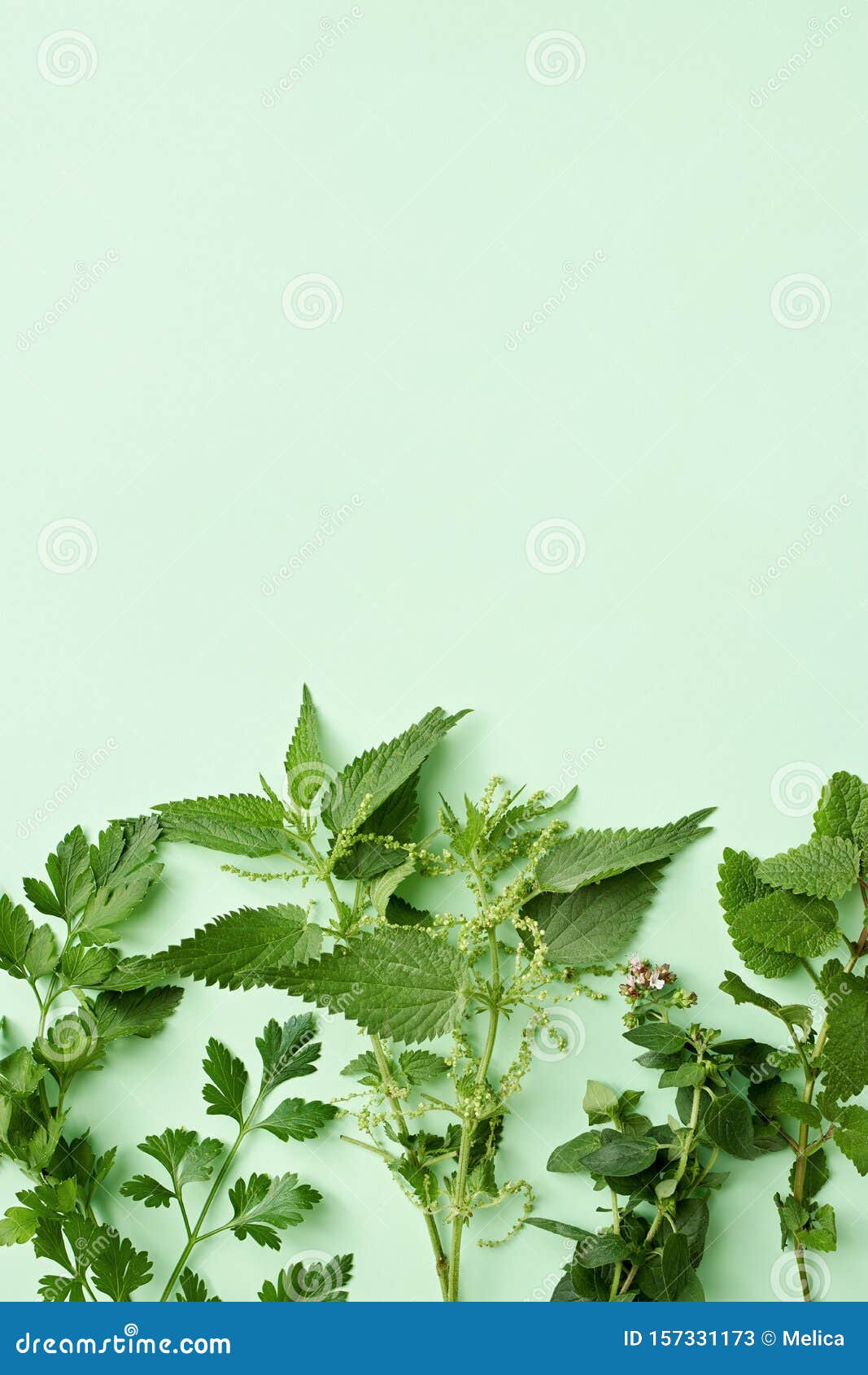 Fresh Herbs on Pastel Background Stock Image - Image of collection ...