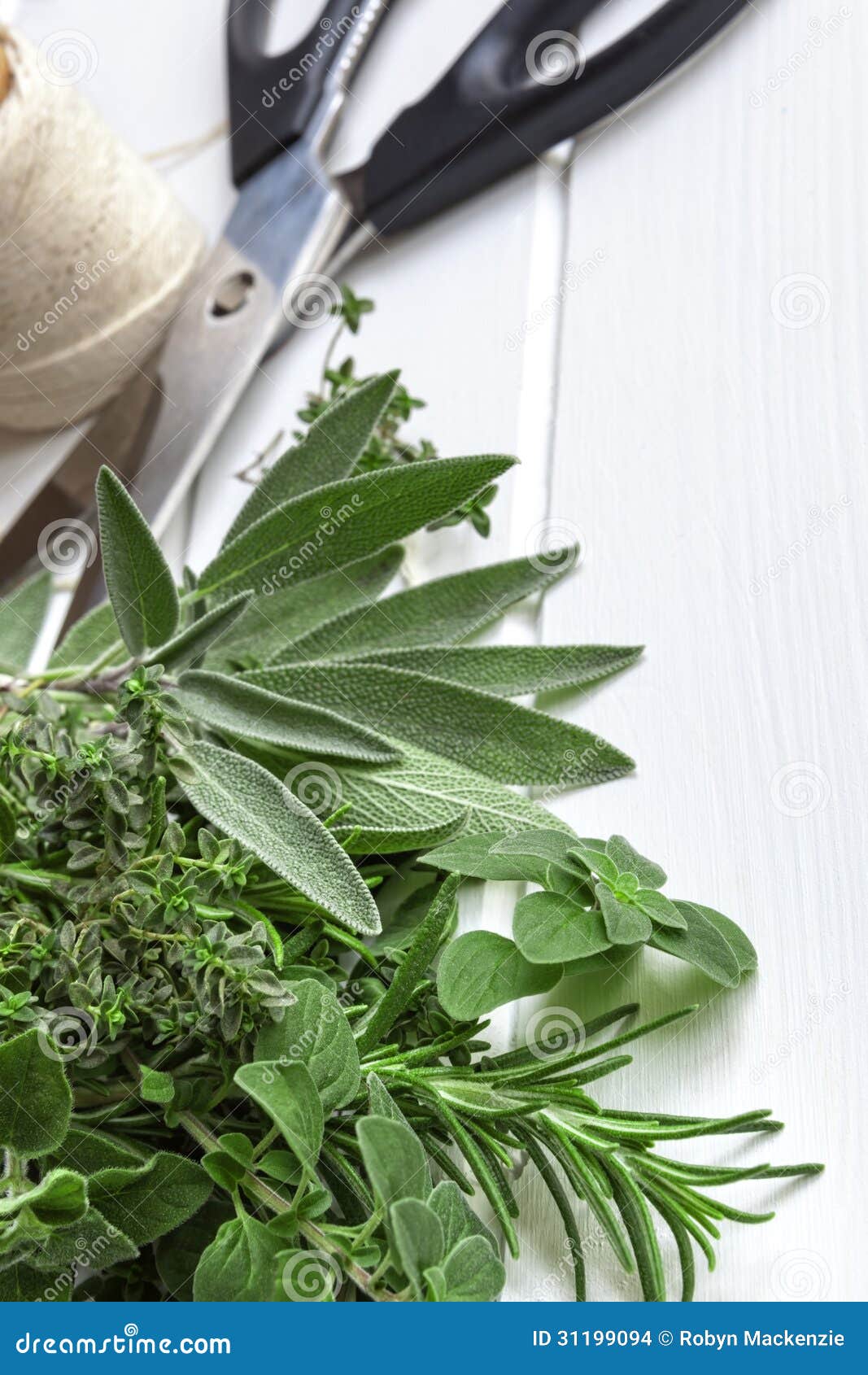 Fresh Herbs with Scissors and String Stock Photo - Image of herb ...