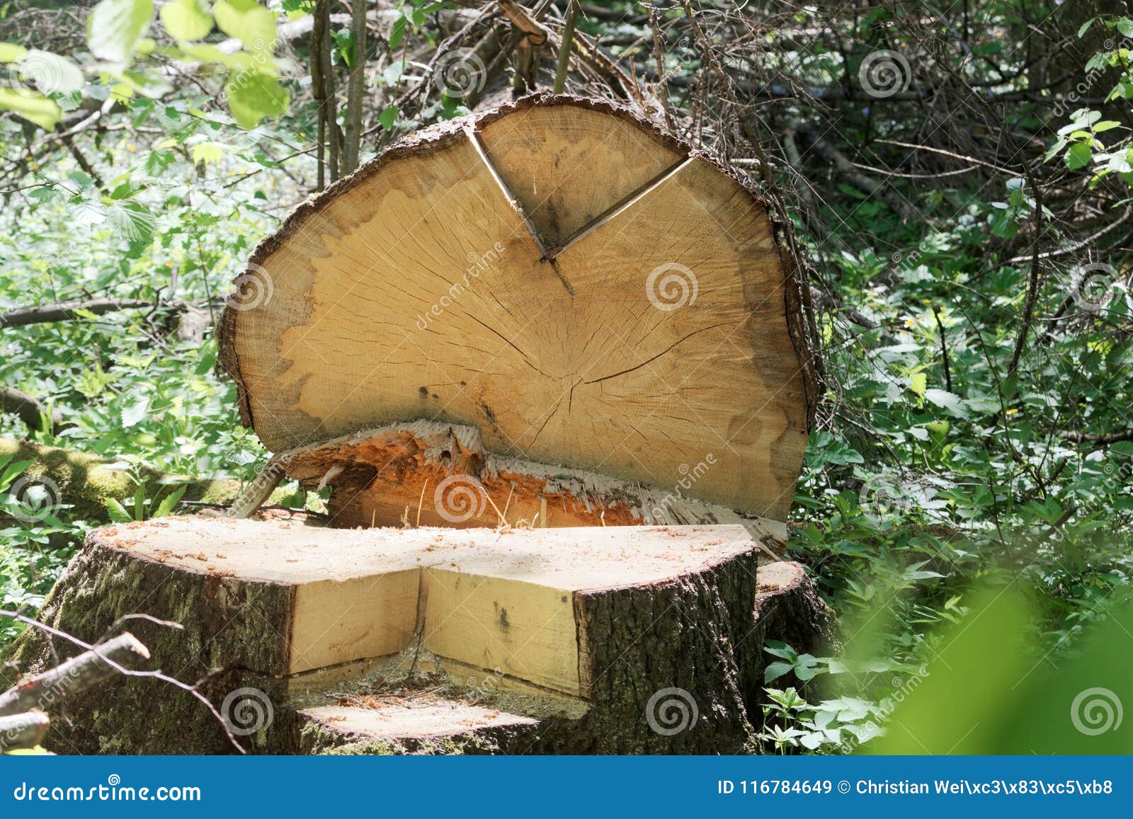Hewed tree in a forest. stock image. Image of branches - 116784649