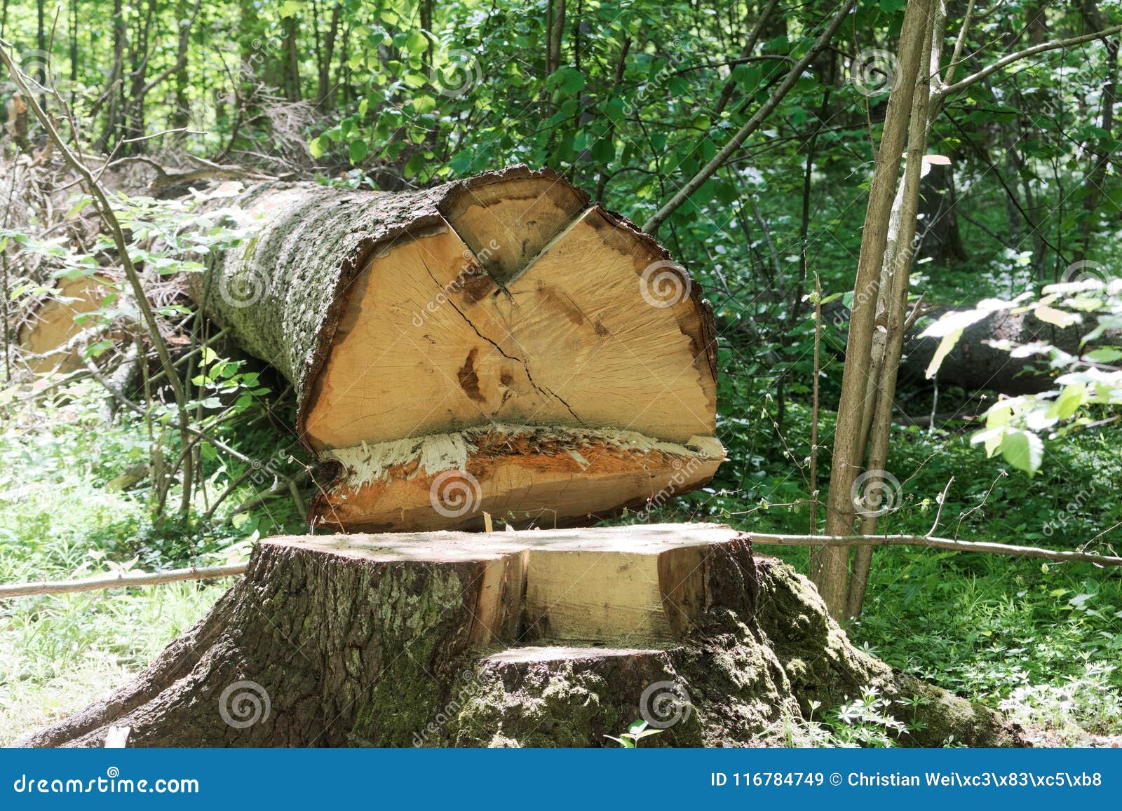 Hewed tree in a forest. stock image. Image of path, forestry - 116784749