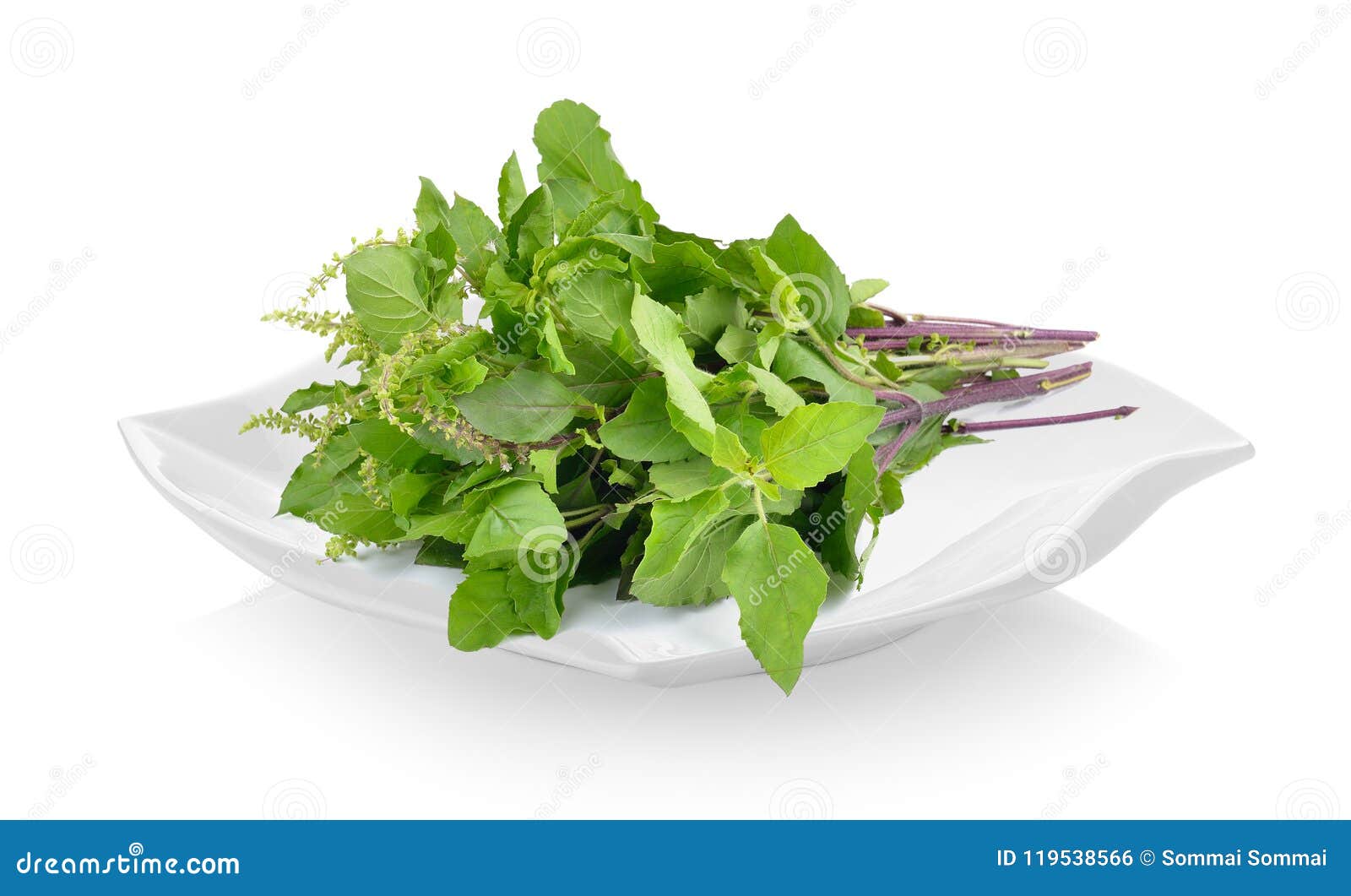 Fresh Holy Basil in Plate on White Background Stock Photo - Image of ...