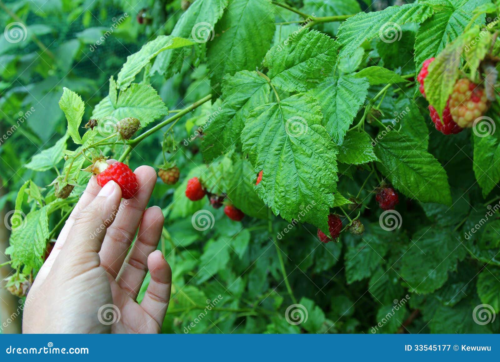 Fresh Home Baked Traditional Spanish And Philippine Sweet Bread ...