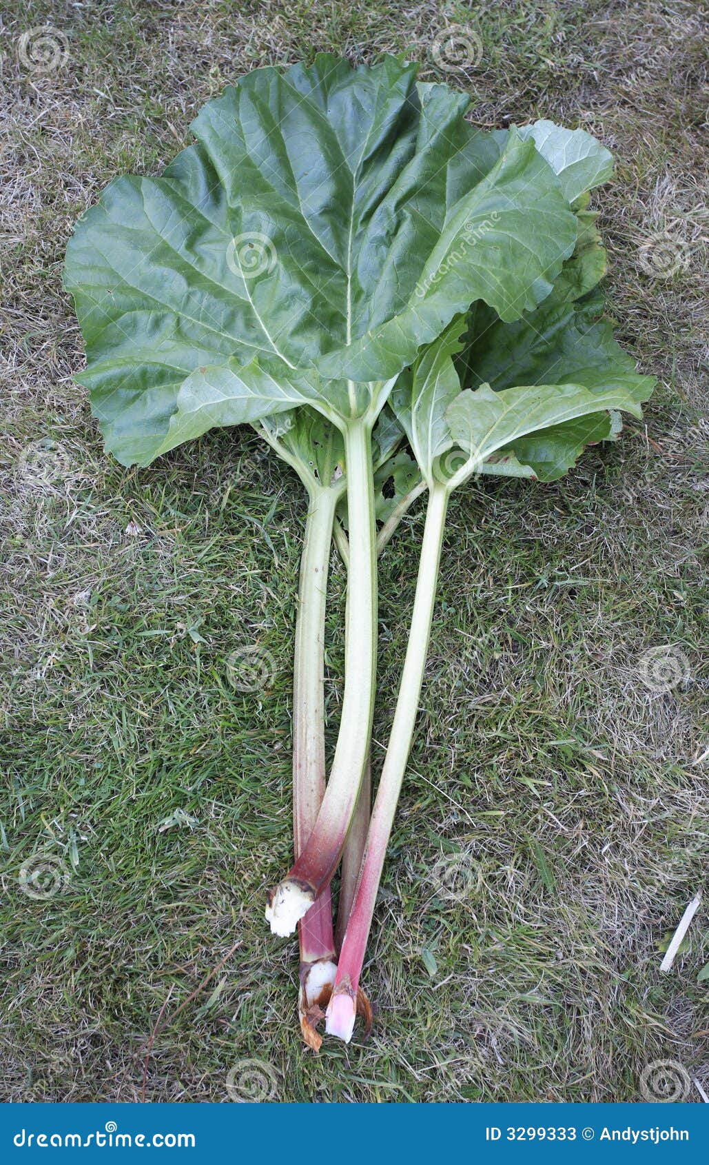 Fresh homegrown Rhubab stock image. Image of lifestyle - 3299333