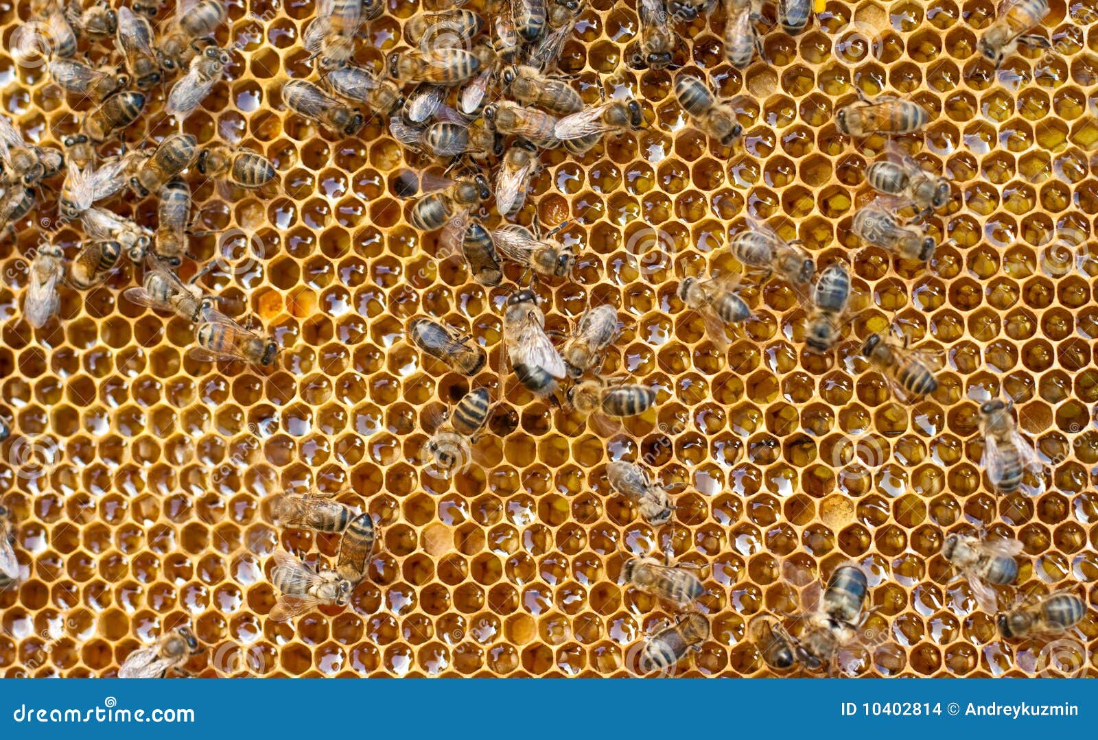 Fresh Honey in Comb and Bees Stock Photo - Image of cells, beeswax ...