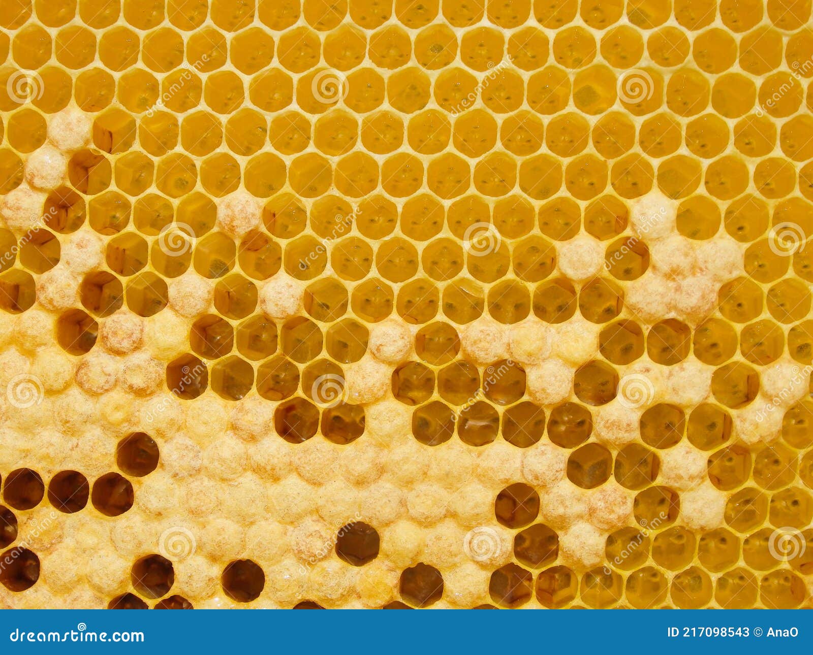 Yellow Bee Cells With Honey, Healthy Food. Background Stock Image ...