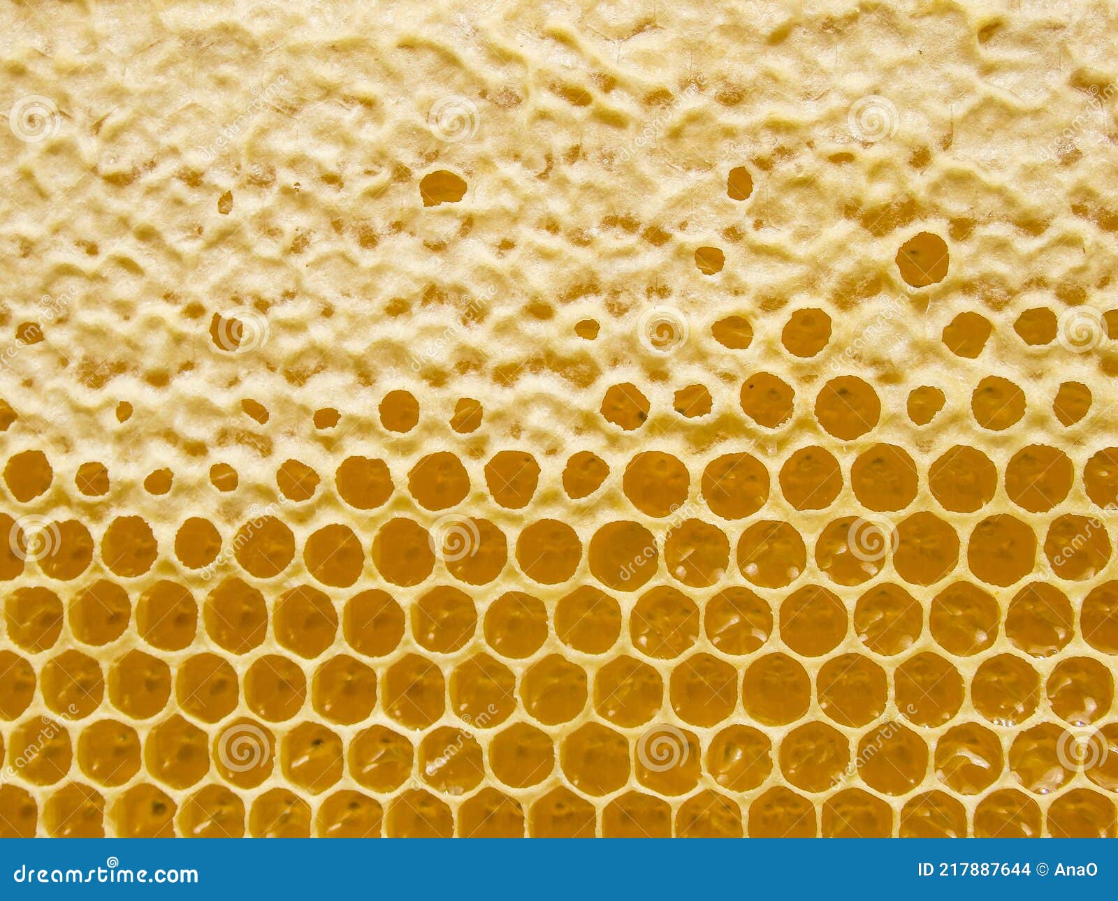 Yellow Bee Cells With Honey, Healthy Food. Background Stock Image ...