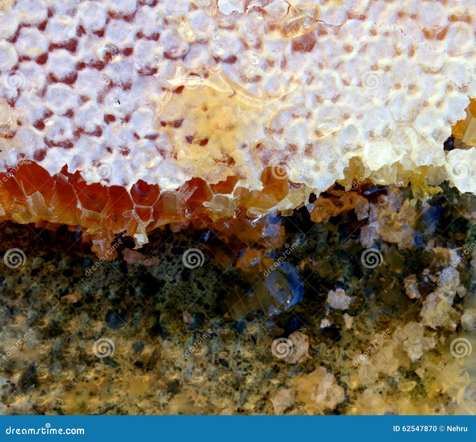 Fresh Honey with Honeycomb stock photo. Image of healthy - 62547870