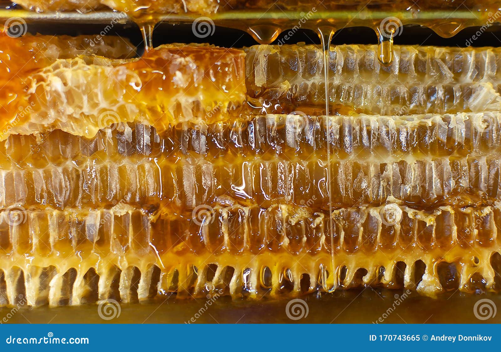 Fresh Honey in Honeycomb Slices. Side View Stock Image - Image of ...