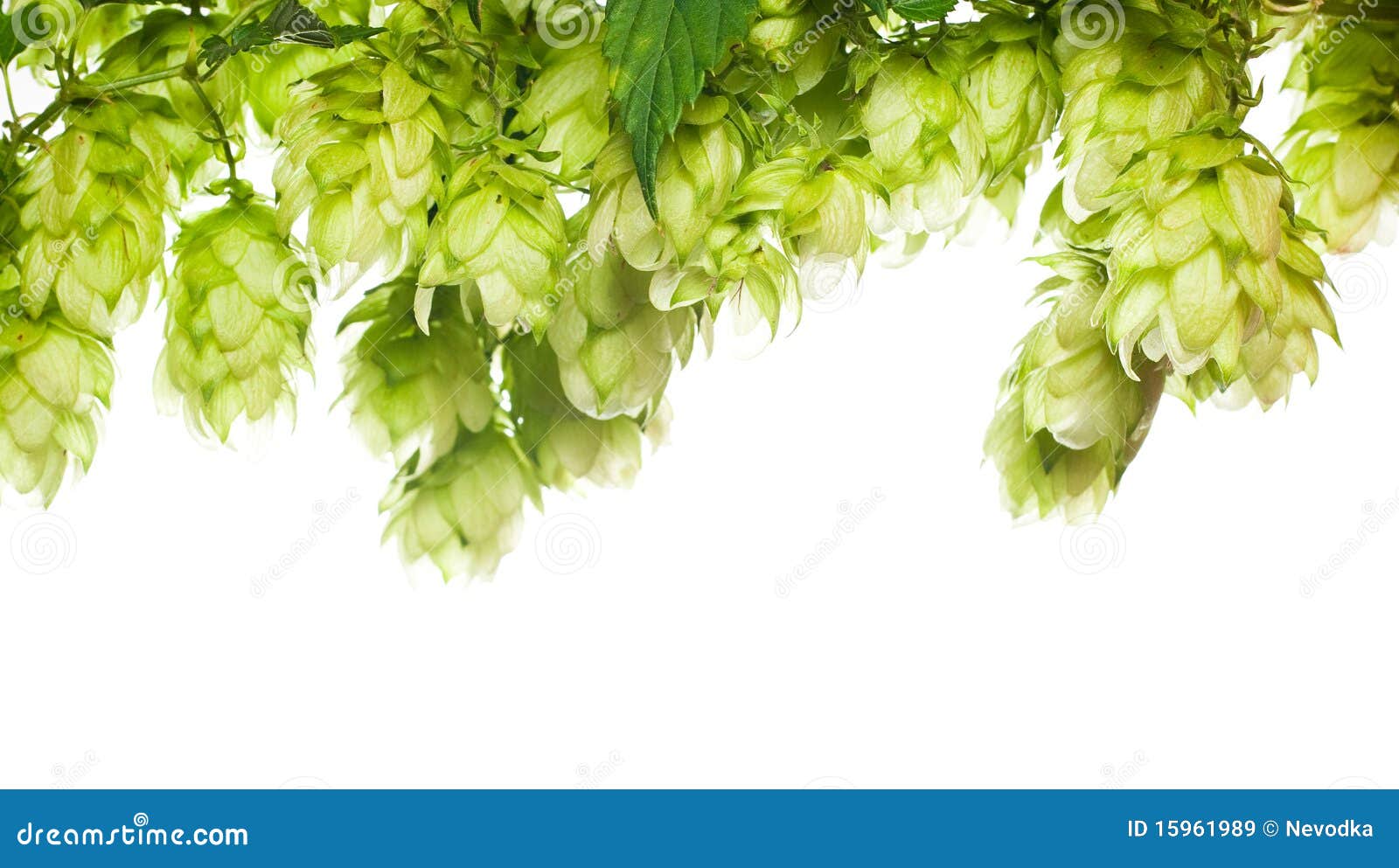 Fresh hop border stock image. Image of drink, production - 15961989