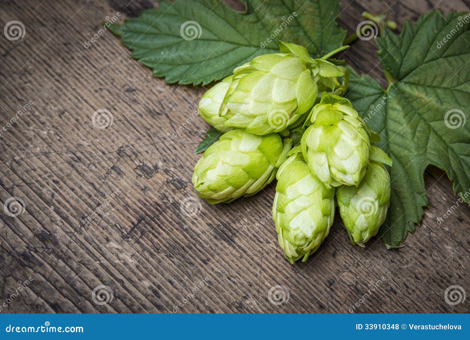 Fresh hop cones stock photo. Image of agriculture, garden - 33910348