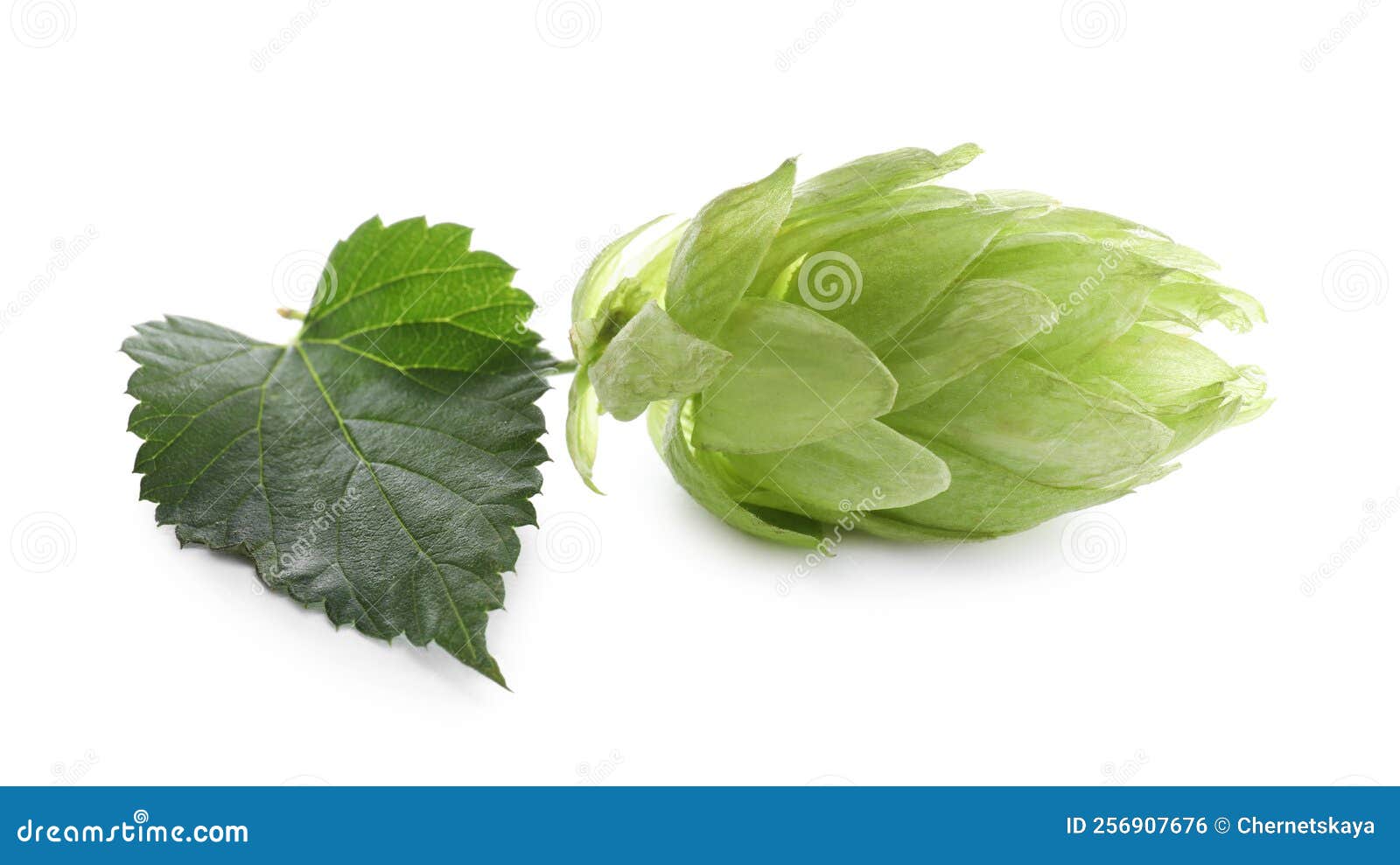 Fresh Hop Flower with Leaf Isolated on White Stock Photo - Image of ...