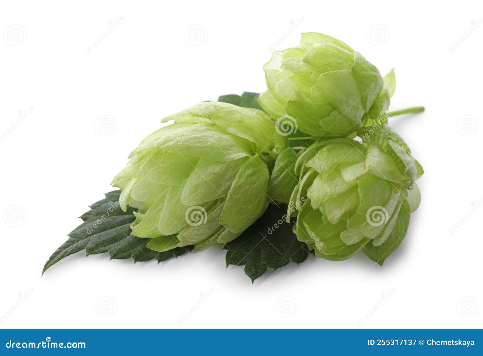 Fresh Hop Flowers with Leaf on White Background Stock Image - Image of ...